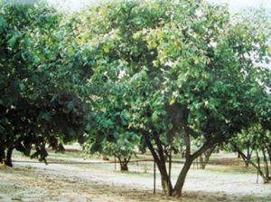 Фундук – выращивание и уход