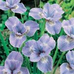 Ирисы: сорта с фото и названиями, описанием