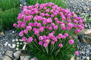 Армерия приморская – посадка и уход, фото сортов с описанием