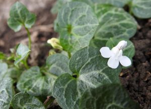 Цимбалярия – посадка и уход в открытом грунте, фото сортов