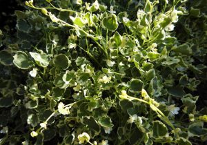 Цимбалярия – посадка и уход в открытом грунте, фото сортов