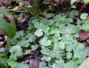 Цимбалярия – посадка и уход в открытом грунте, фото сортов