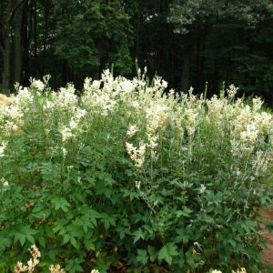 Лабазник – посадка и уход в открытом грунте, фото сортов и видов