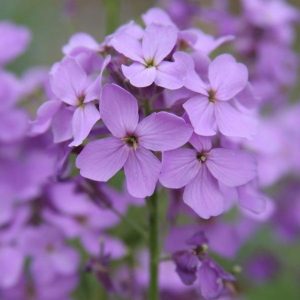 Лунария – посадка и уход в открытом грунте, фото сортов