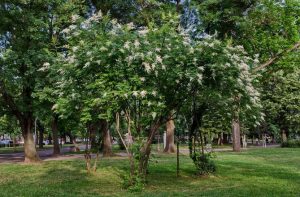 Низкорослые деревья для озеленения дачи – описания и фото